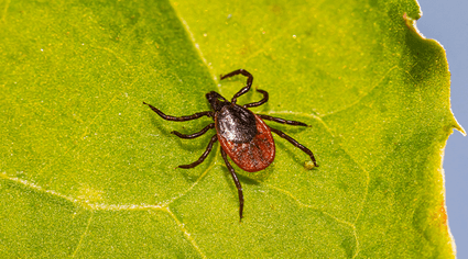 Neuroborelioza - czym charakteryzuje się ta choroba? - Diagnostyka